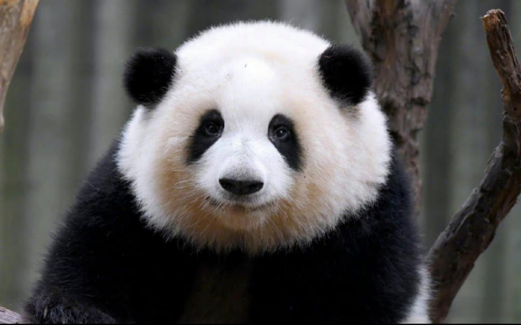 China Panda Guide - Travel to EAST